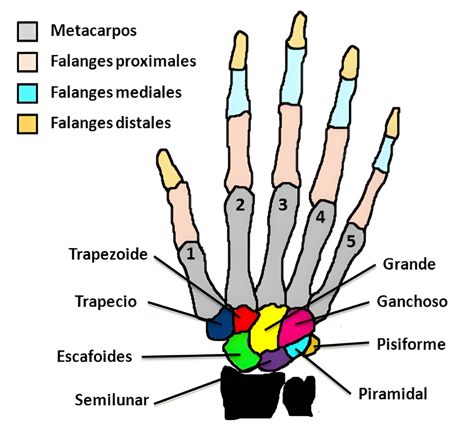 ¿Cuántos huesos hay en la mano y cuáles son? (con imagen) — Saber es práctico